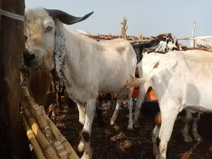 Sheeps in Nigeria for sale Prices on Jiji.ng