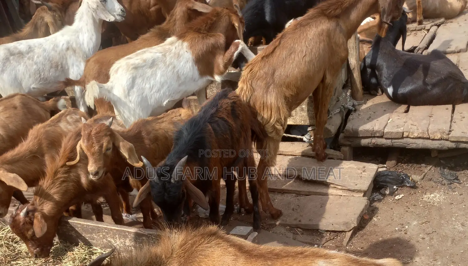 Healthy Northern Goat Meat in Ikeja - Farm Animals, Seun Adu | Jiji.ng
