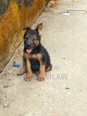 1-3 months Male Purebred German Shepherd in Benin City - Dogs & Puppies ...