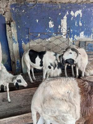 Ileya Big Goat in Surulere - Farm Animals, Oriowo Olumide | Jiji.ng