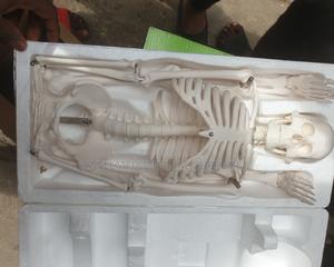 Children Skeleton in Lagos Island (Eko) - Medical Equipment & Supplies ...