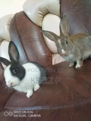 Other Animals in Nigeria for sale Price on Jiji.ng