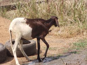 Youny Uda Sheep and Koroji Sheep (Vaccinated Quarantine) in Abeokuta ...