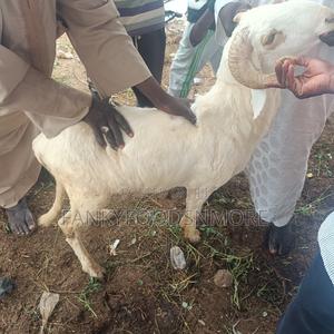 Matured Big Rams in Maiduguri - Farm Animals, Christopher Frank | Jiji.ng