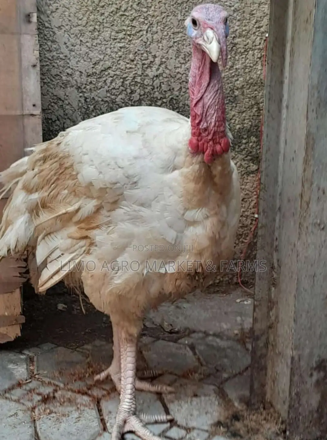 Turkeys ; Local/Imported in Asokoro - Farm Animals, Limo Agro Market ...