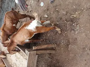 Goats in Nigeria for sale Prices on Jiji.ng
