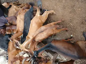 Goats in Nigeria for sale Prices on Jiji.ng