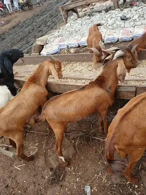 Goats in Nigeria for sale Prices on Jiji.ng