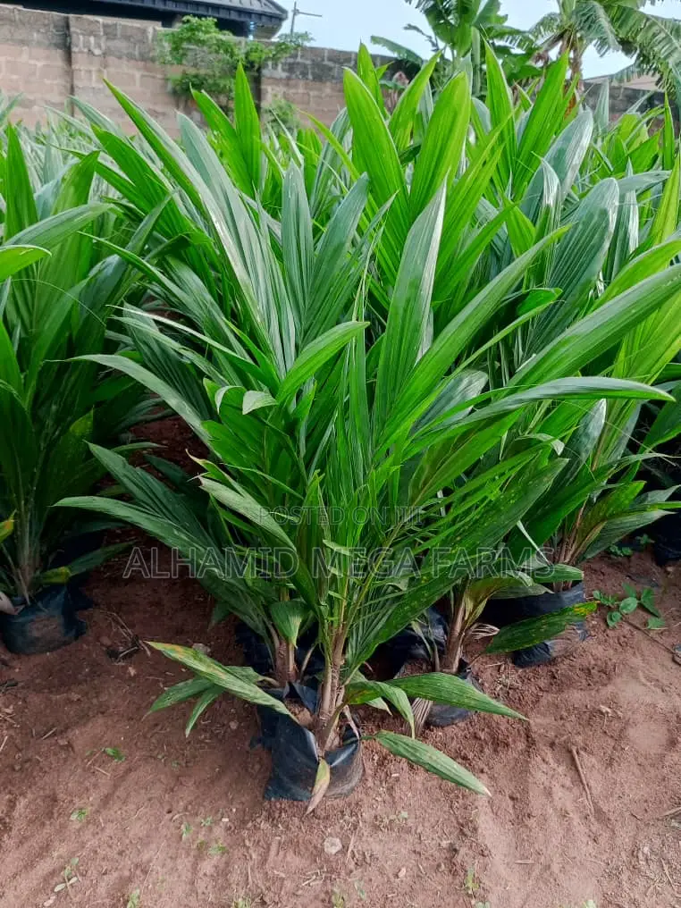 8000 Acres of Farmland for Sale at 600,000 Per Acre for sale - Alhamid ...