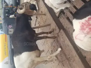 Sheeps in Nigeria for sale Prices on Jiji.ng