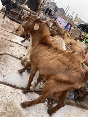 Goats in Nigeria for sale Prices on Jiji.ng
