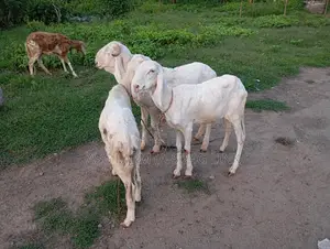 Sheeps in Nigeria for sale Prices on Jiji.ng