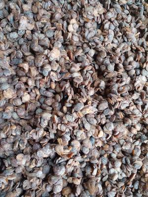 Dried Iru (Locust Beans) for sale - Nekora Farms and Foods Price: ₦ ...