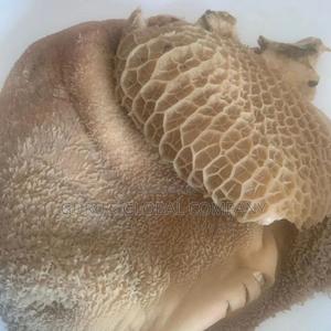 Cow Offals /Assorted Meat in Kubwa - Farm Animals, Gurus Global A ...