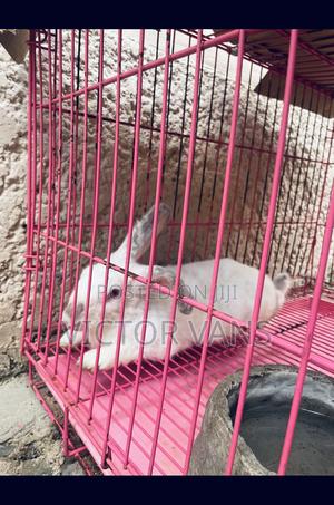 Adult Hyla in Ajah - Farm Animals, Mr Victor | Jiji.ng