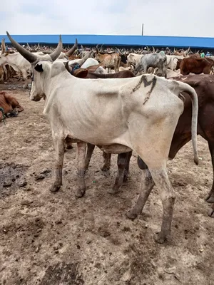 Cows in Lagos for sale Prices on Jiji.ng