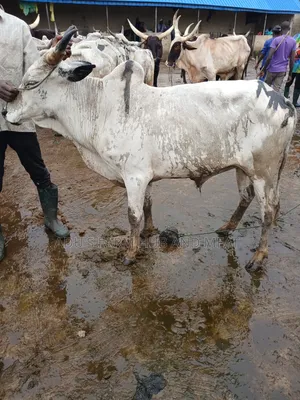 Cows in Lagos for sale Prices on Jiji.ng
