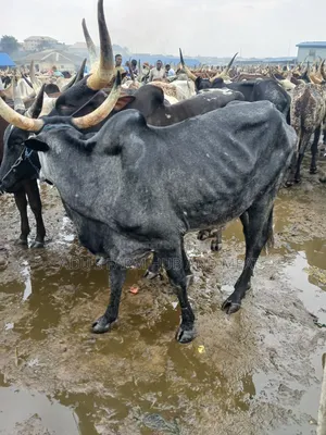 Cows in Lagos for sale Prices on Jiji.ng