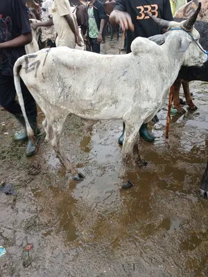 Cows in Lagos for sale Prices on Jiji.ng