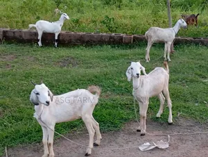 Goats in Nigeria for sale Prices on Jiji.ng