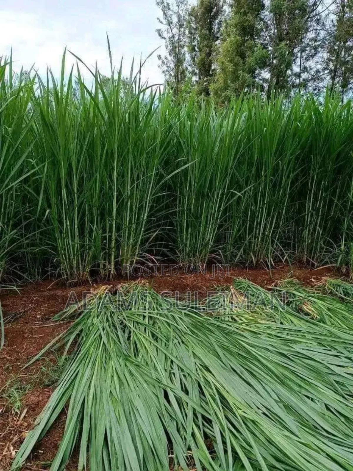 Livestock Grass Seed Alfalfa Grass, Bracharia Sugargraze Mucuna Lablab ...