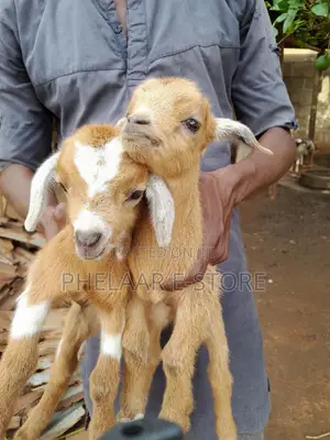 Goats in Lagos for sale Prices on Jiji.ng