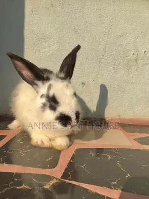 Other Animals in Nigeria for sale Price on Jiji.ng