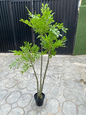 Fern Trees 160cm In Height in Ikeja - Garden Supplies, Tramast Nigerian ...