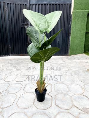 Fan Palm Tree 140cm in Height in Ikeja - Garden Supplies, Tramast ...