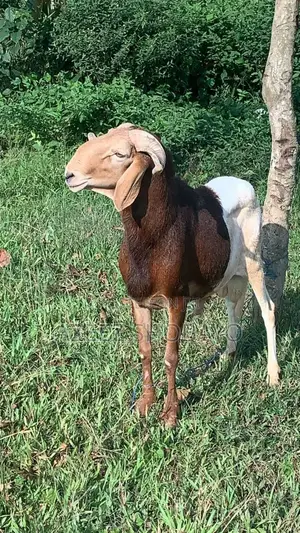 Goats in Nigeria for sale Prices on Jiji.ng