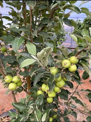 Wambugu Organic Apple/Foreign Apple Seedlings for sale - AKINPELU FARMS ...