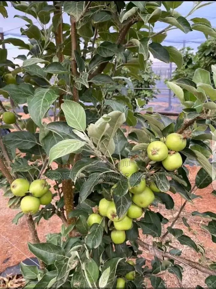 Wambugu Organic Apple/Foreign Apple Seedlings for sale - AKINPELU FARMS ...
