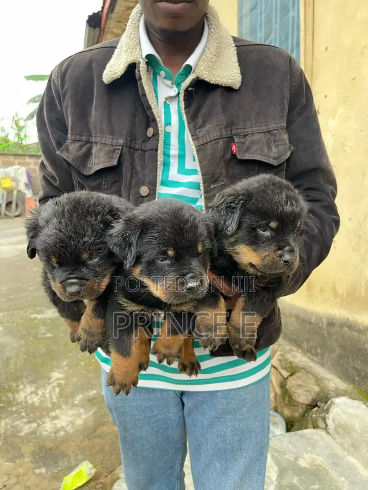 1-3 months Female Purebred Rottweiler in Ibadan - Dogs & Puppies ...