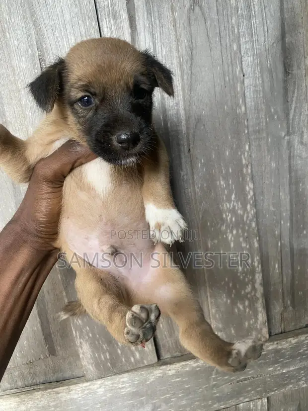 Local puppies for genle sale