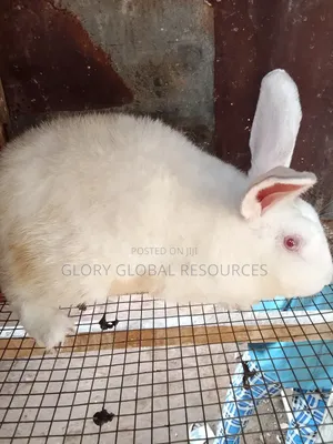 Rabbits in Nigeria for sale Prices on Jiji.ng