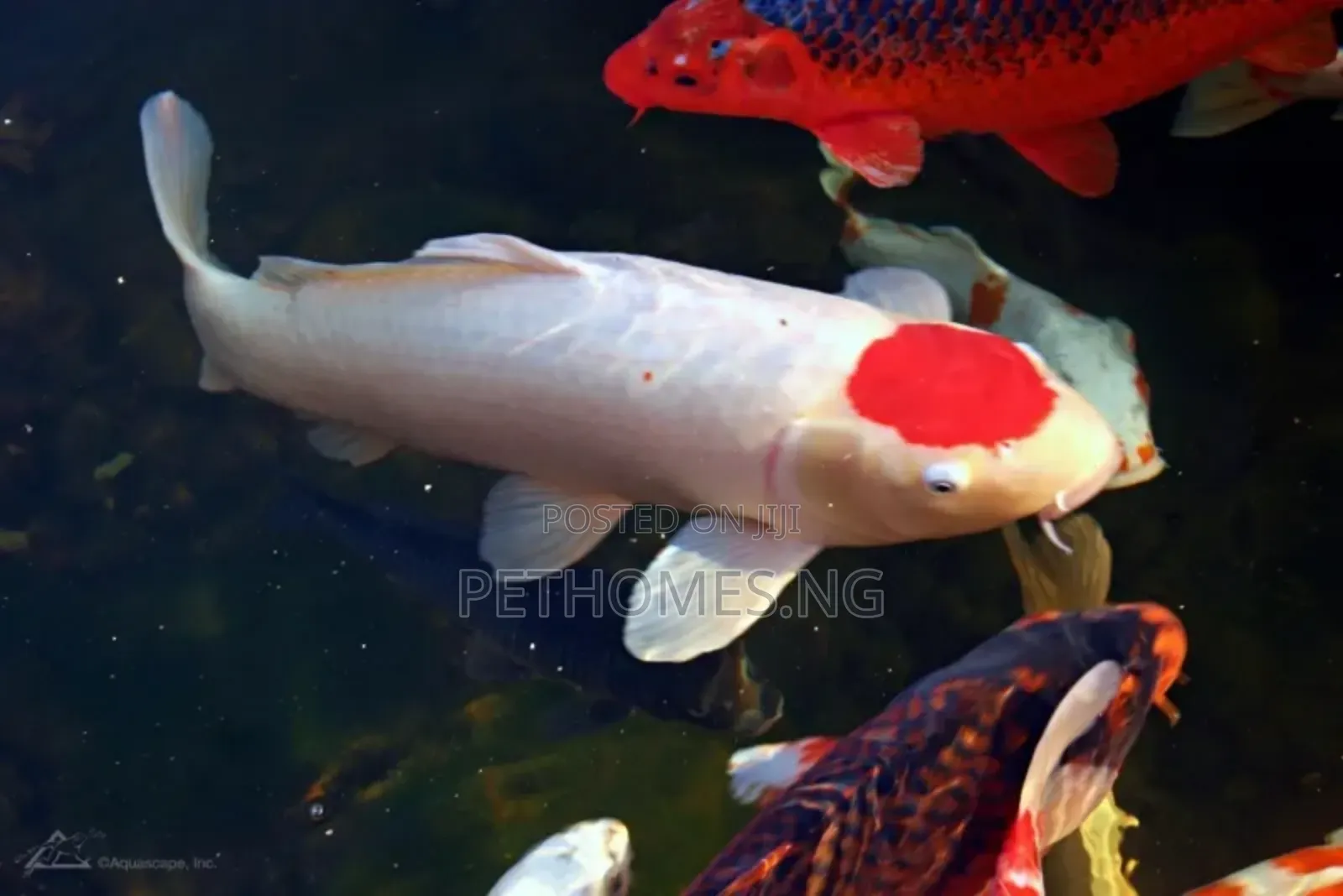 Koi Fish for Pond and Aquarium in Surulere - Fish, Pet Hub | Jiji.ng
