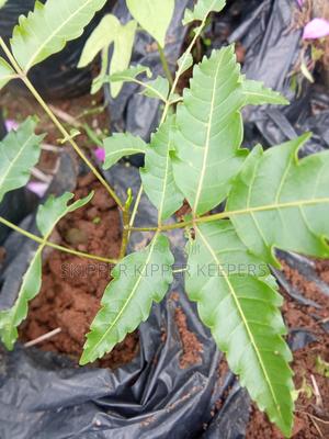 Neem Tree Seedlings in Epe - Feeds, Supplements & Seeds, Bezus Muyiwa ...