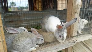 Rabbit, New Zealand, Chinchilla, Hyla, in Ifo - Farm Animals, Oresegun ...