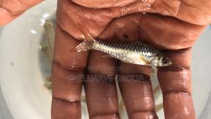 Congo Barb Fish in Isolo - Fish, Shellwave Farms | Jiji.ng