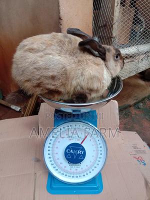 Amelia Whale Farm Limited . in Ika North East - Farm Animals, Nwokoh ...