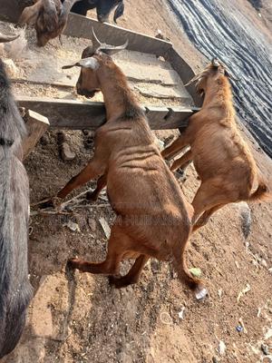 Big Hausa Goats in Victoria Island - Farm Animals, Seun Adu | Jiji.ng