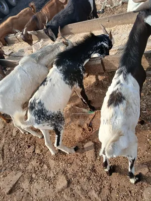 Goats in Nigeria for sale Prices on Jiji.ng