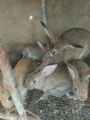 Rabbits in Nigeria for sale Prices on Jiji.ng