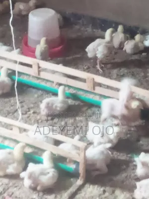 Chickens in Nigeria for sale Prices on Jiji.ng