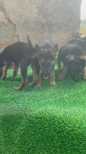 1-3 months Female Purebred German Shepherd in Benin City - Dogs ...