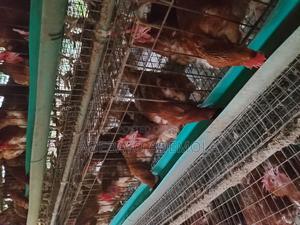 Old Layers in Offa - Farm Animals, Adebayo Ademola | Jiji.ng