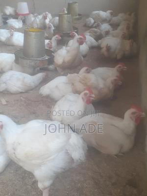 Broilers Chicken in Ado-Odo/Ota - Farm Animals, John Ade | Jiji.ng