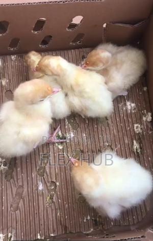 Day Old Foreign Turkey in Oluyole - Farm Animals, Flex Hub | Jiji.ng