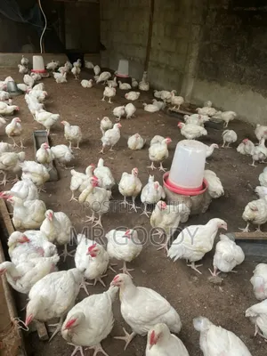 Chickens in Nigeria for sale Prices on Jiji.ng