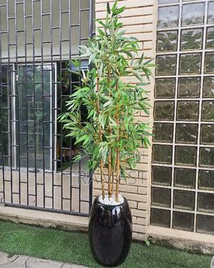 Four Stem Bamboo Plant In Black Classic Fiberglass Pot in Ikeja ...